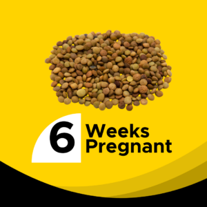 6 Weeks Pregnant: Complete Guide to the First Heartbeat & Ultrasound