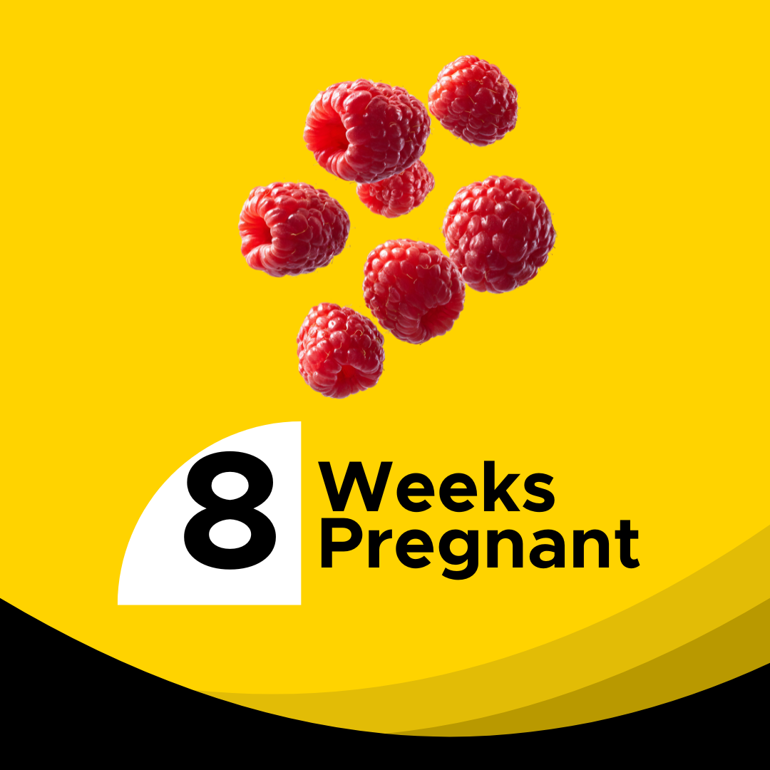 8 Weeks Pregnant: Complete Guide as Embryo Becomes a Fetus
