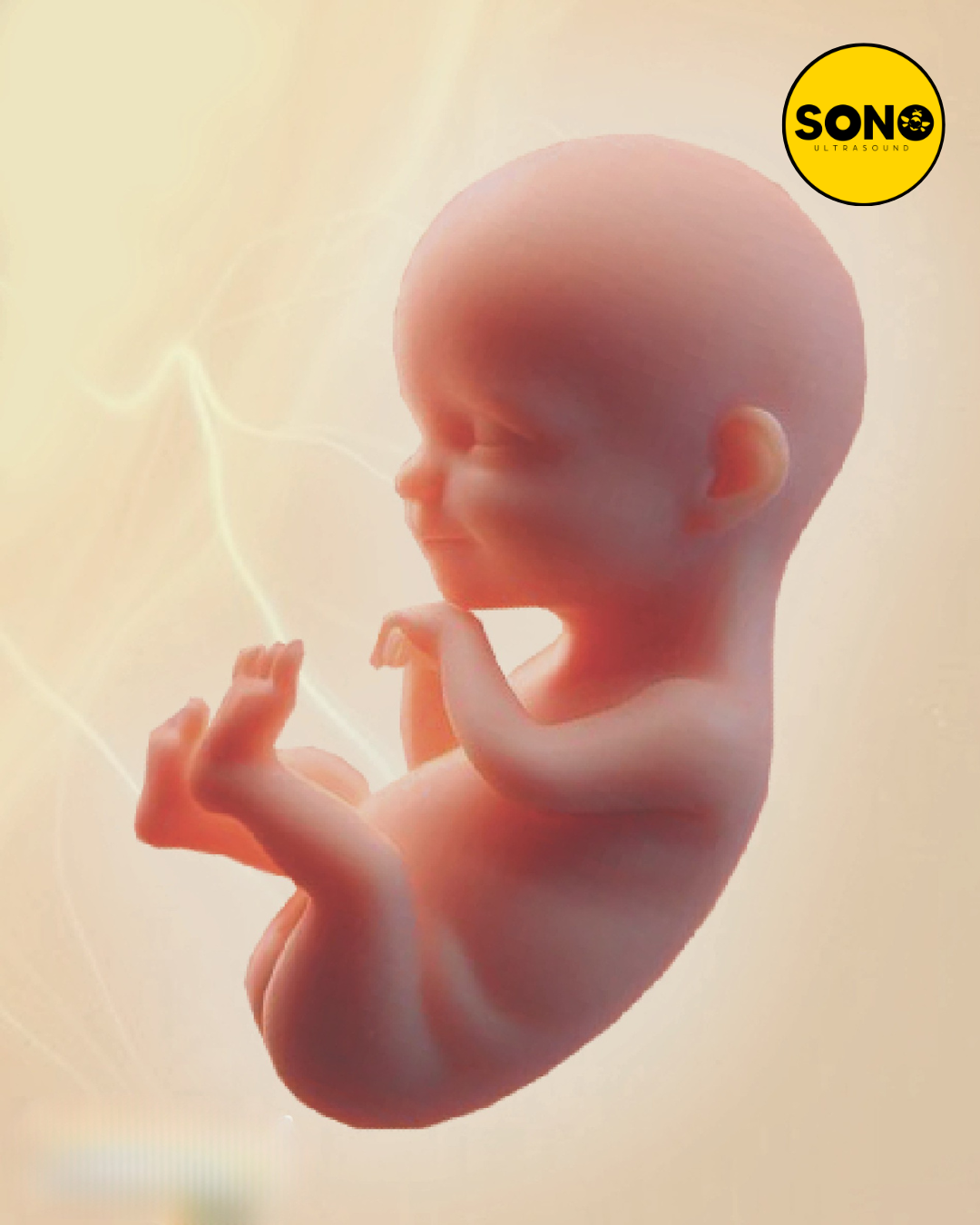 12 Weeks Pregnant! Your Complete Guide to the End of the First Trimester
